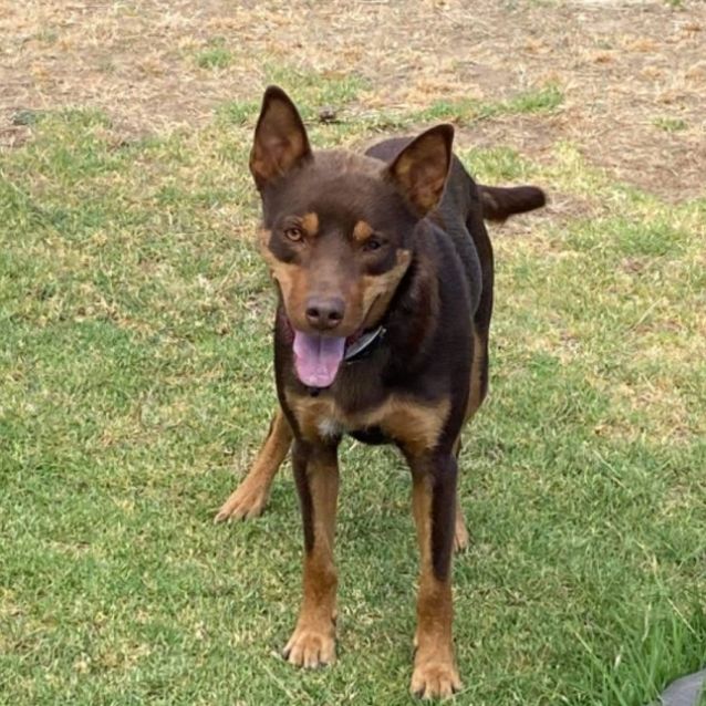 Dusty - Medium Male Kelpie Dog in VIC - PetRescue