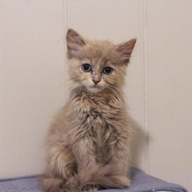 Scarlett - Female Munchkin Cat in QLD - PetRescue
