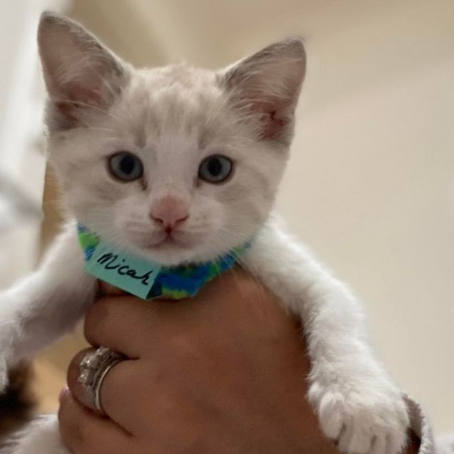 Micah - Male Domestic Short Hair Cat in VIC - PetRescue