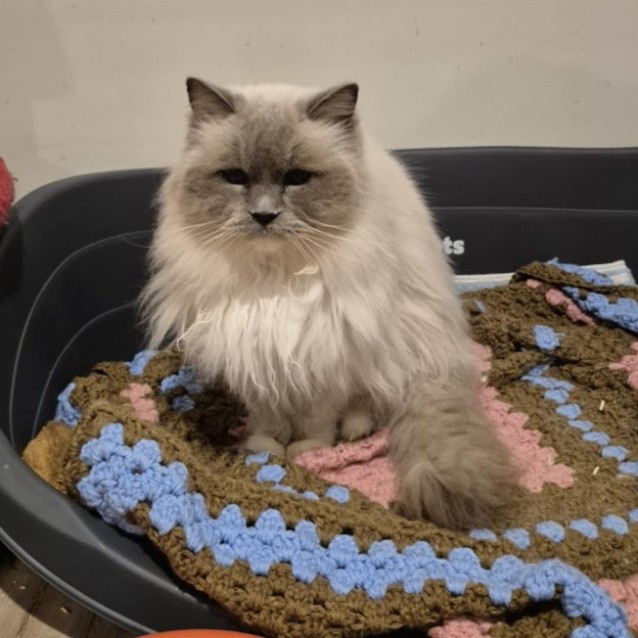Lilli ** 2nd Chance Cat Rescue** - Female Ragdoll Cat in VIC - PetRescue