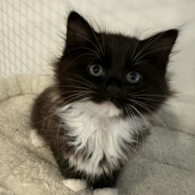 Bartley **2nd Chance Cat Rescue** - Male Domestic Long Hair (DLH) Cat ...