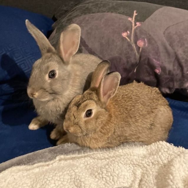Penny & Pebbles (Located in West Melbourne) - Female Flemish Giant x ...