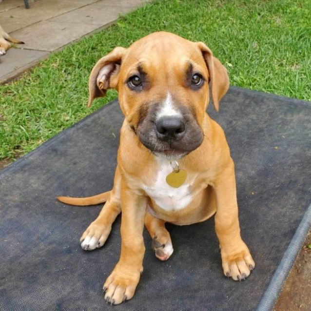 Tay - Large Female Staffy Mix Dog in VIC - PetRescue