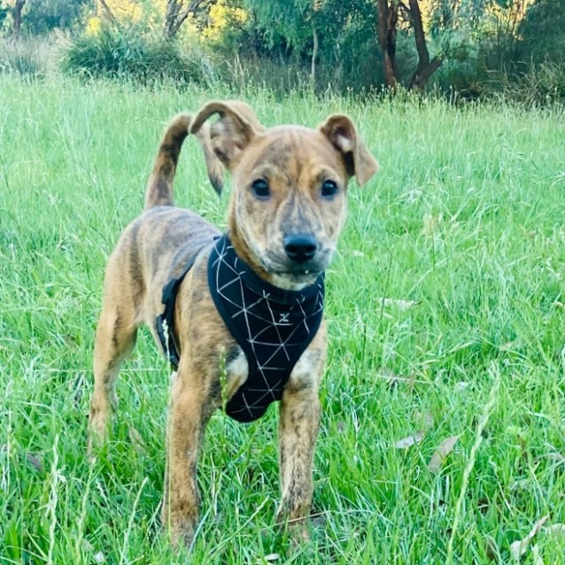 Garfield - Small Male Mixed Breed Dog in VIC - PetRescue