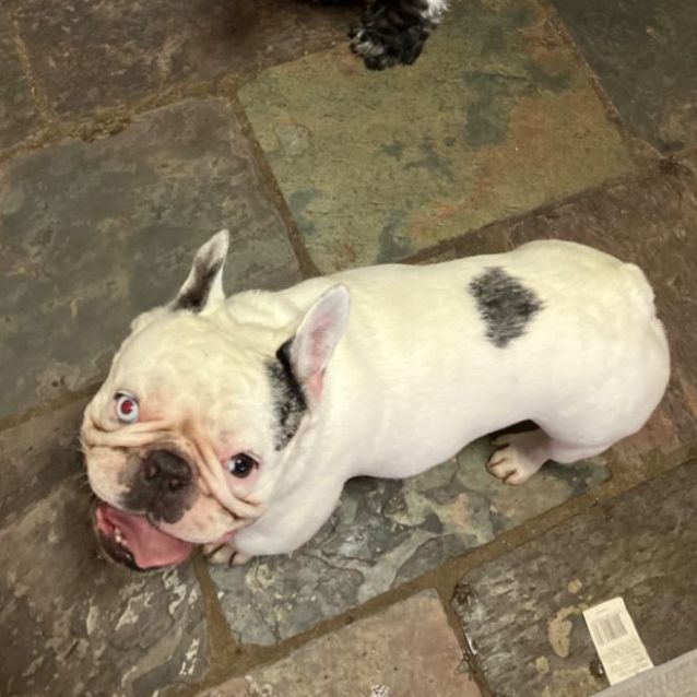 Coco - Medium Female French Bulldog Dog in QLD - PetRescue