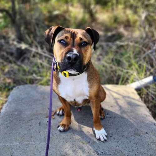 Dog Rescue Newcastle - PetRescue