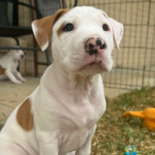 Barnabas - Medium Male Staffordshire Bull Terrier Mix Dog in VIC ...