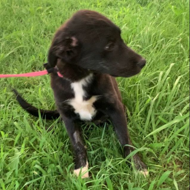 Rosie - Large Female Labrador x Maremma Sheepdog Mix Dog in ACT - PetRescue