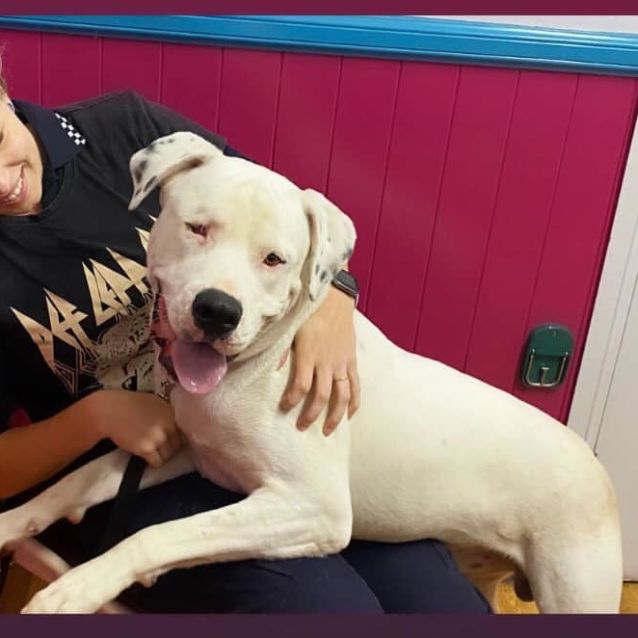 Tonka and Misty - Large Male Wolfhound x Bull Arab x Boxer Mix Dog in ...