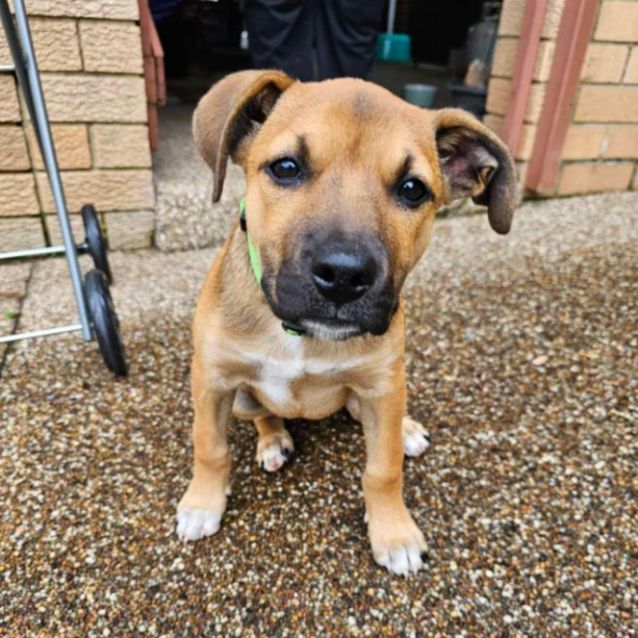 Micky - Medium Female Mixed Breed Dog in ACT - PetRescue