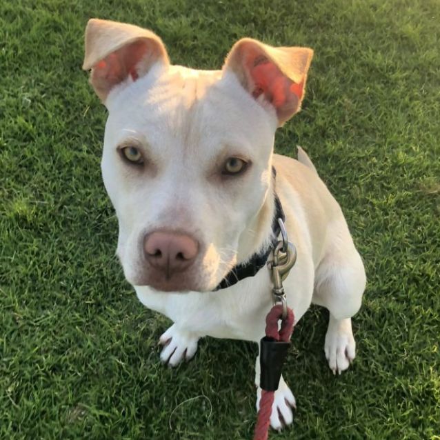 Fisk - Medium Male Staffy x Labrador Mix Dog in VIC - PetRescue