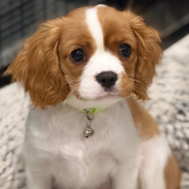 Bagel - Small Male Cavalier King Charles Spaniel Mix Dog in VIC - PetRescue