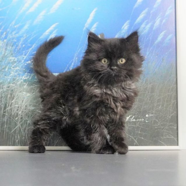 Max in a Million - Male Persian Mix Cat in WA - PetRescue