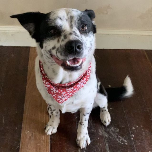 Beau - Medium Male Border Collie x Cattle Dog Mix Dog in NSW - PetRescue