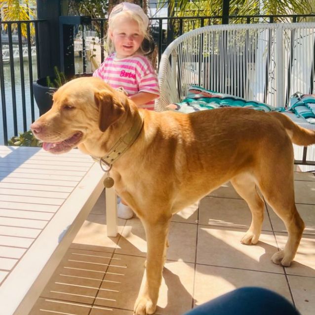 Averna - Medium Female Labrador Mix Dog in VIC - PetRescue