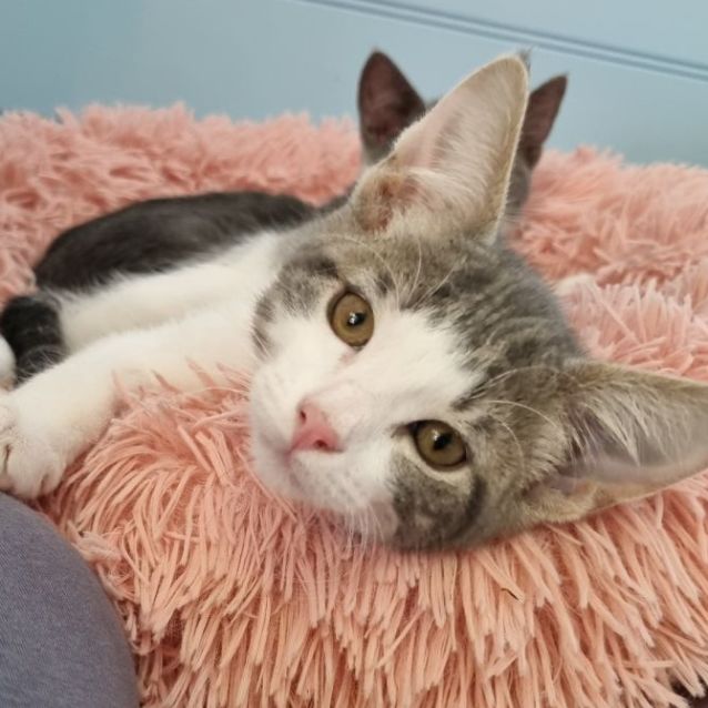 Grubb - Male Domestic Short Hair Cat in VIC - PetRescue