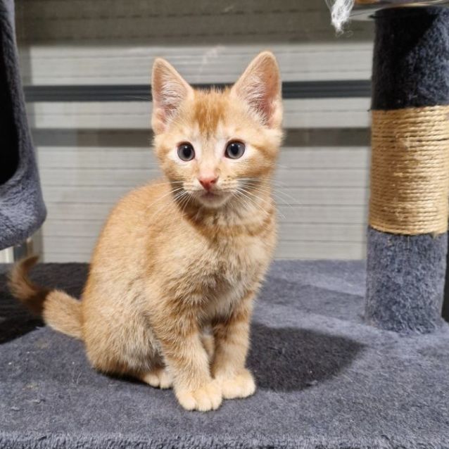 Kofi 🧡 - Male Domestic Short Hair Cat in VIC - PetRescue