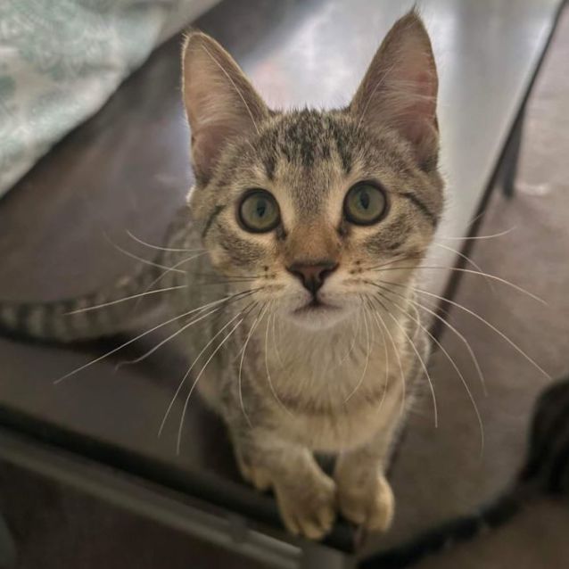 Bessie - Female Domestic Short Hair Cat in VIC - PetRescue