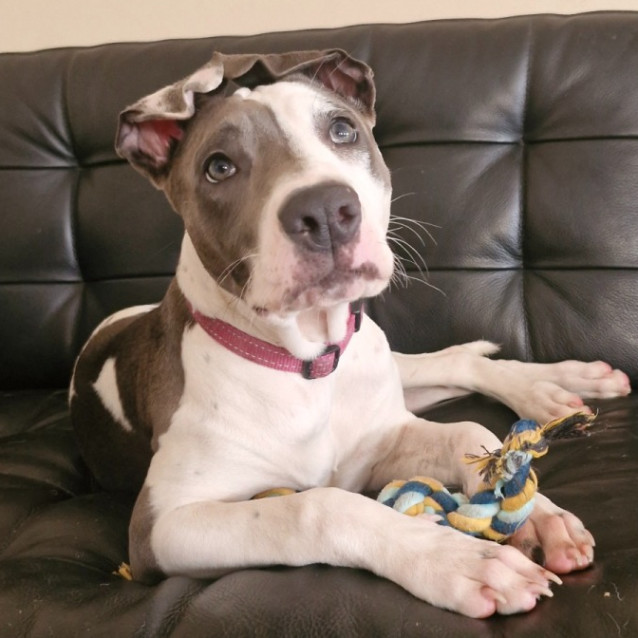 Zumba - Medium Female American Staffordshire Terrier Mix Dog in NSW ...