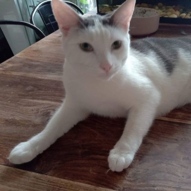 Eadrick the stumpy tail Manx - Male Manx Cat in VIC - PetRescue