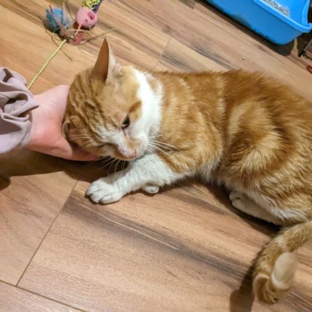 Mr Ginger - Male Domestic Short Hair Cat in VIC - PetRescue