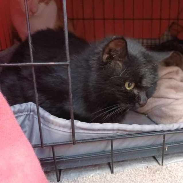 Chatterbox ** 2nd Chance Cat Rescue** - Female Domestic Short Hair Cat ...