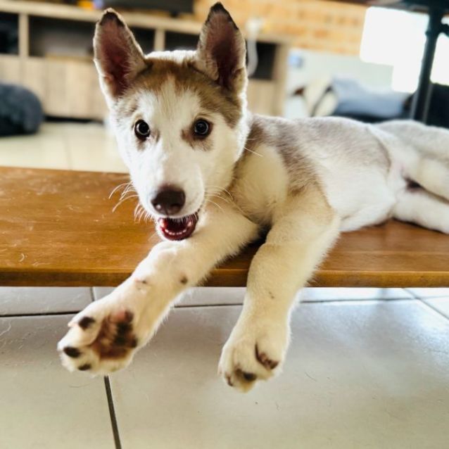 Beyblade - Medium Female Siberian Husky Dog in NSW - PetRescue