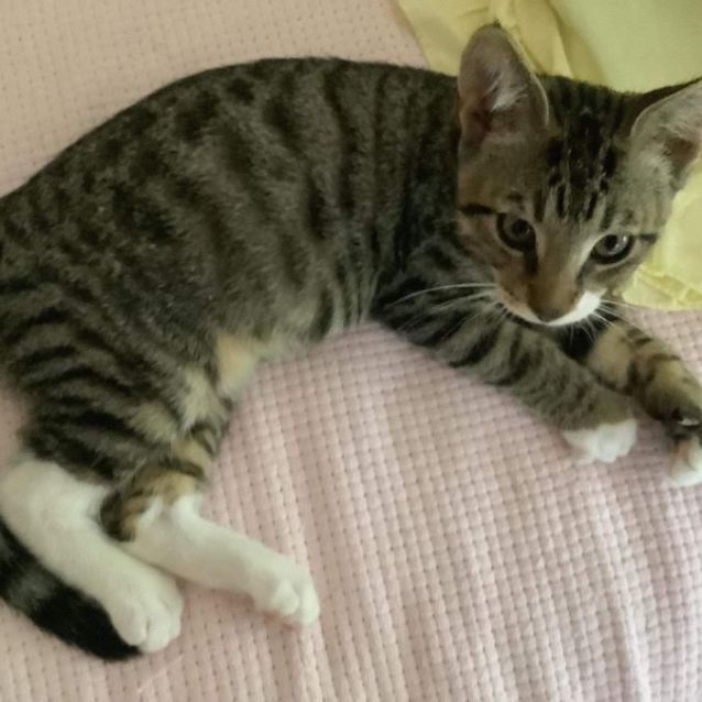 Katza - Male Domestic Short Hair Cat in NSW - PetRescue