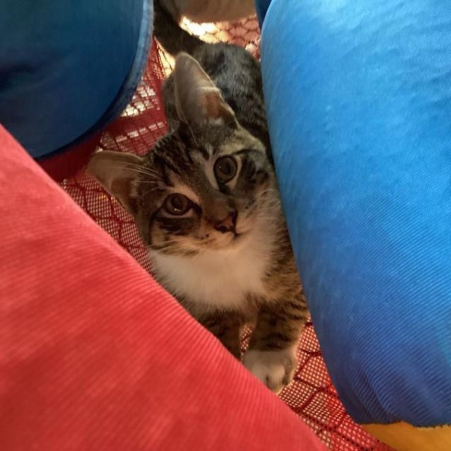 Tiddles - Male Domestic Short Hair Mix Cat in QLD - PetRescue