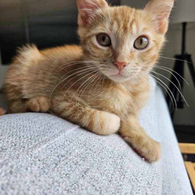 Von Chomsky - Male Domestic Short Hair Cat in NSW - PetRescue