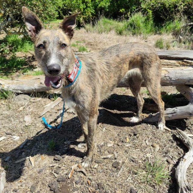 Lyndal - Medium Female Whippet x Staghound Mix Dog in VIC - PetRescue