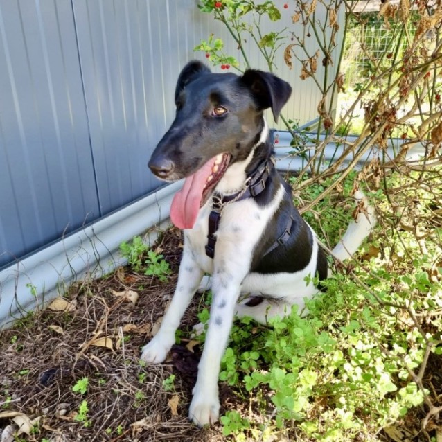 Hank - Small Male Fox Terrier Dog in NSW - PetRescue