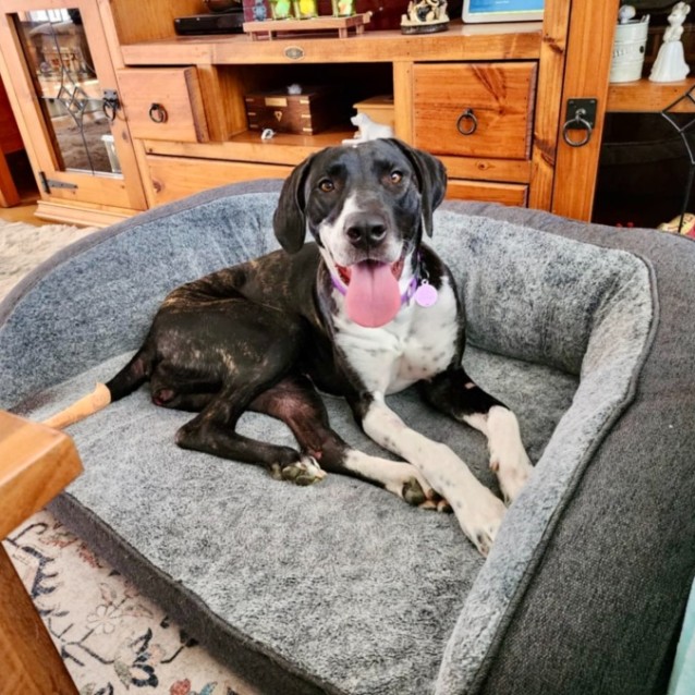 Maggie - Medium Female Pointer x Great Dane Mix Dog in VIC - PetRescue