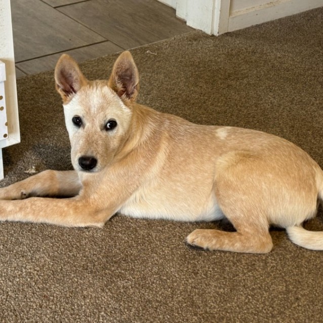 Winger - Medium Male Australian Cattle Dog x Australian Kelpie Mix Dog in VIC - PetRescue