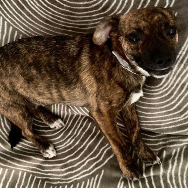 Boris - Small Male Mixed Breed Dog in VIC - PetRescue