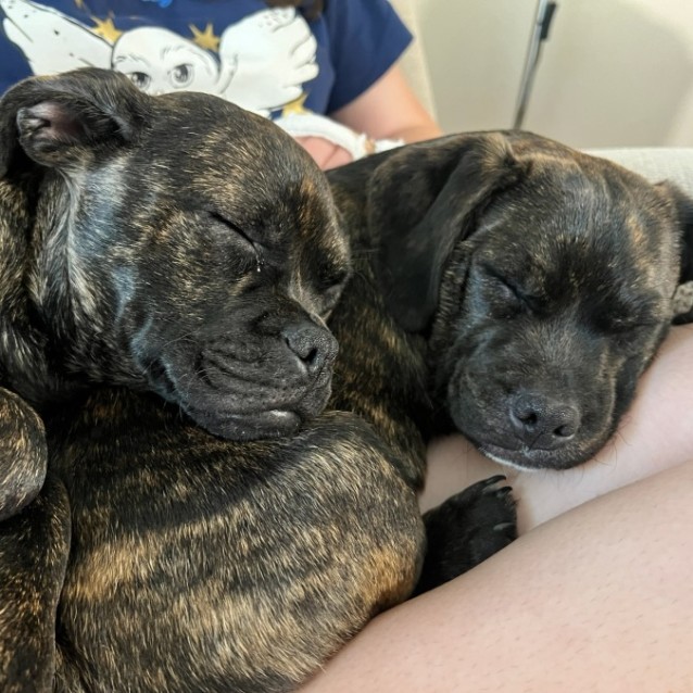 Biscuit and Oreo - Small Male Pug x Jack Russell Terrier Mix Dog in VIC ...