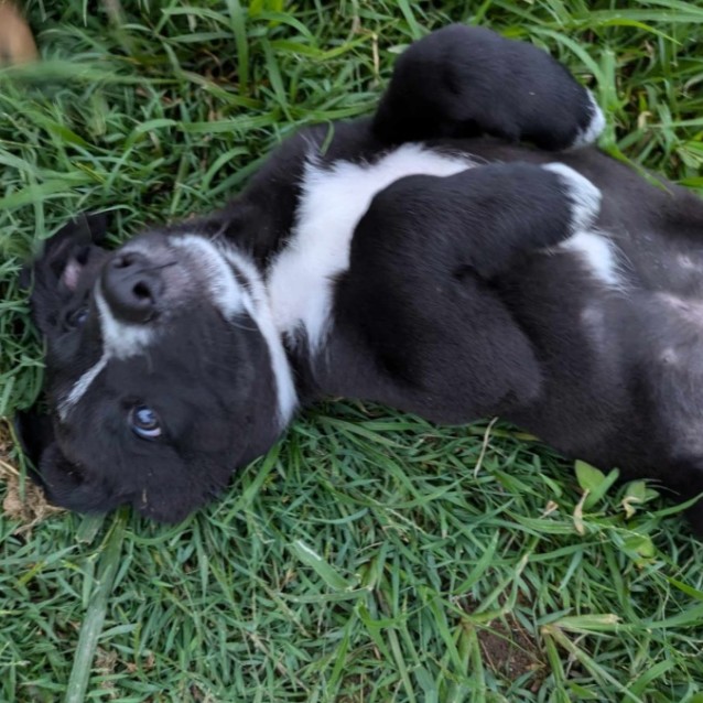 Zac - Large Male Dutch Shepherd Mix Dog in QLD - PetRescue