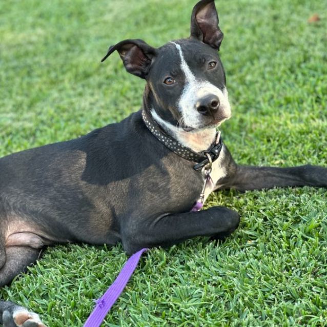 Pesky - Medium Male Staffy Mix Dog in NSW - PetRescue