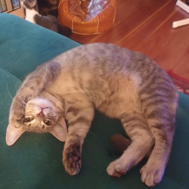 Fatty McFatterson - Female Domestic Short Hair Cat in NSW - PetRescue