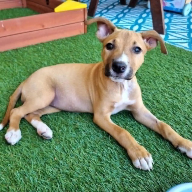 Macey - Medium Female Australian Kelpie x Bull Arab Mix Dog in QLD - PetRescue