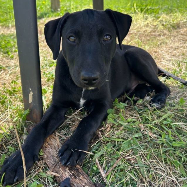 Hasbro - Medium Male Whippet x Labrador Mix Dog in VIC - PetRescue
