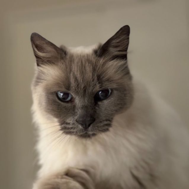 Miss Marple **2nd Chance Cat Rescue** - Female Ragdoll Cat in VIC ...