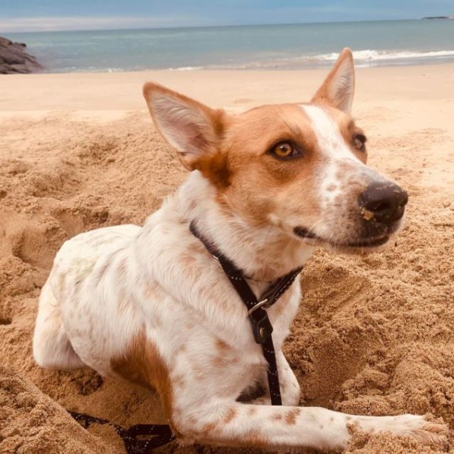 Niamh - Medium Female Red Heeler Mix Dog in VIC - PetRescue