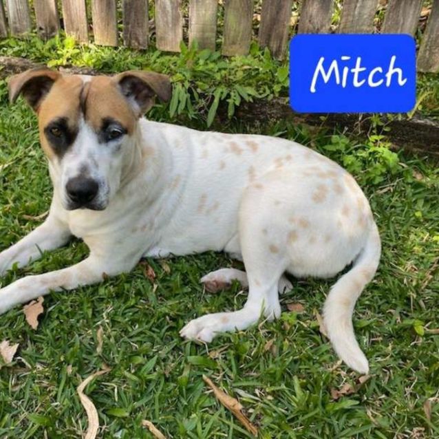 Mitch - Medium Male Cattle Dog x Kelpie Mix Dog in QLD - PetRescue