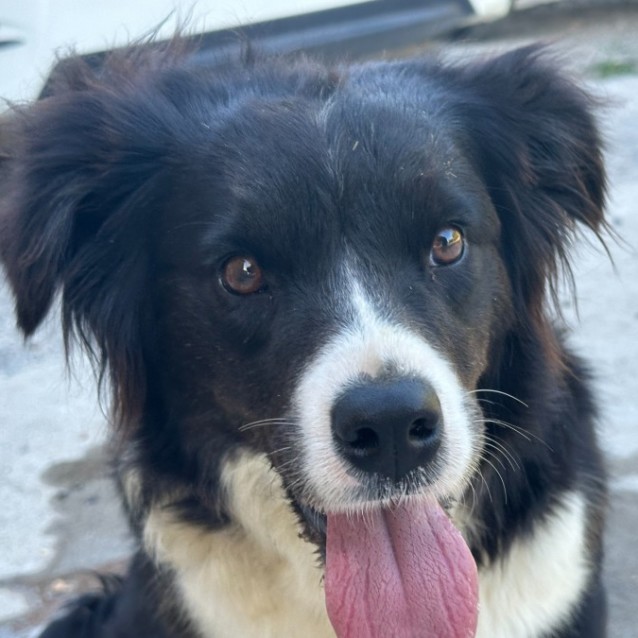 Lacey Loo - Medium Female Border Collie Mix Dog in VIC - PetRescue