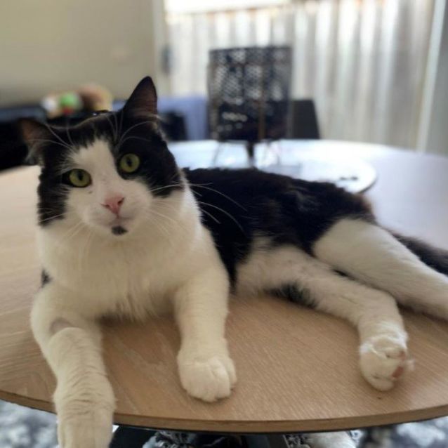 Ace Yeager - Male Domestic Short Hair Mix Cat in VIC - PetRescue