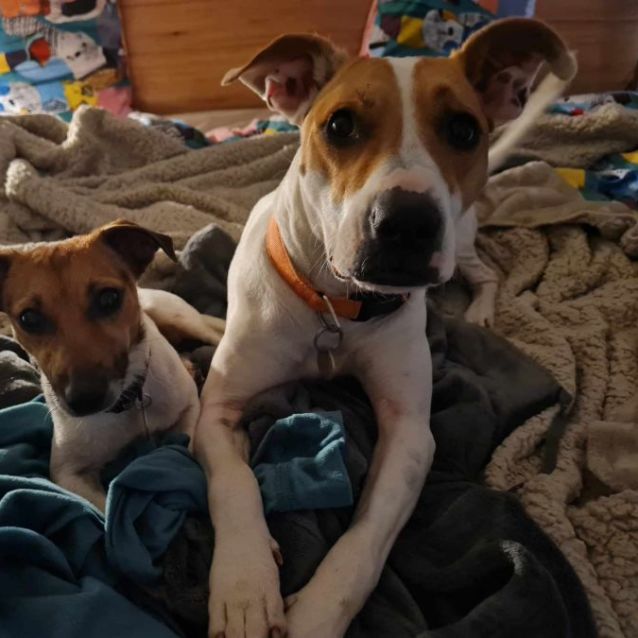 Jodee - Medium Female Staffy Mix Dog in VIC - PetRescue