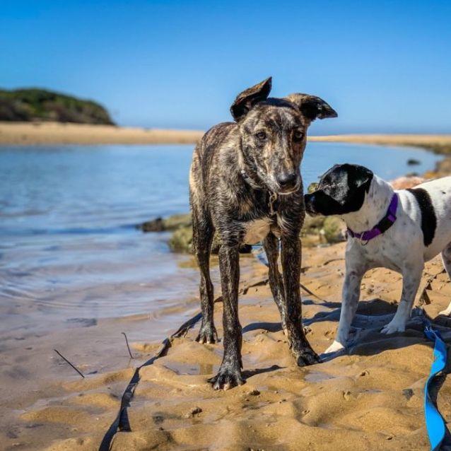 Emmy - Medium Female Whippet x Kelpie x Staghound Dog in VIC - PetRescue