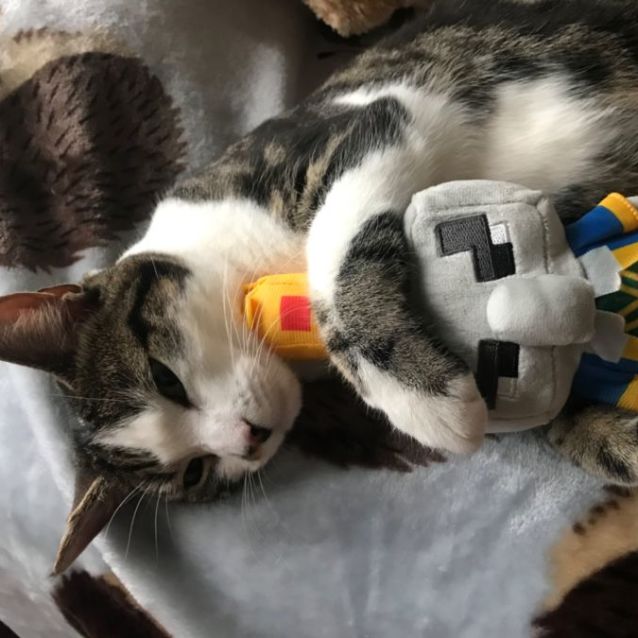 Edwina - Female Domestic Short Hair Cat in NSW - PetRescue