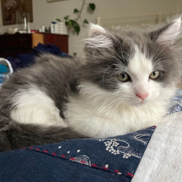 Freddy - Male Domestic Medium Hair Cat in VIC - PetRescue